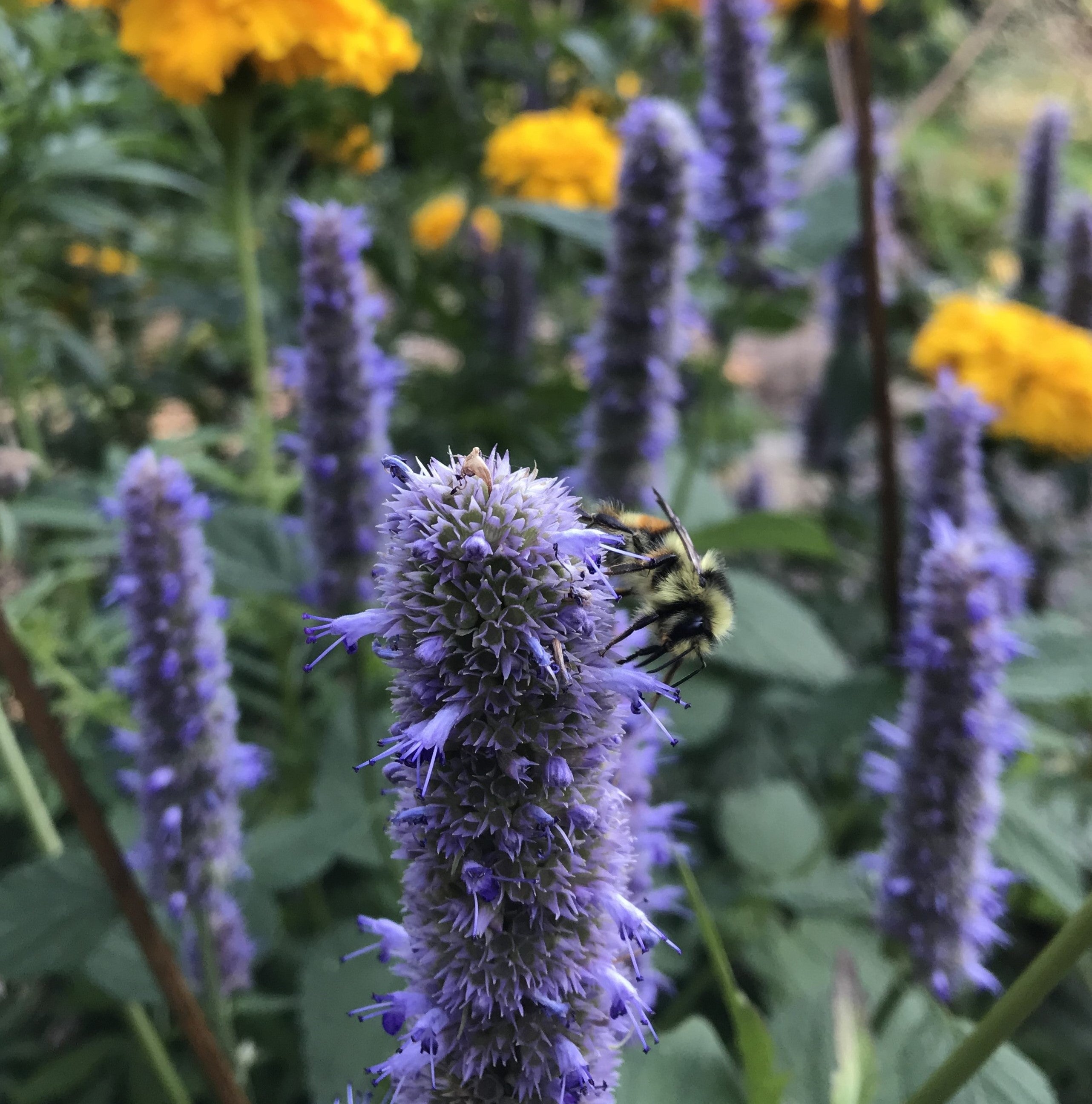 Meadow Plants – Nested Plant Studio