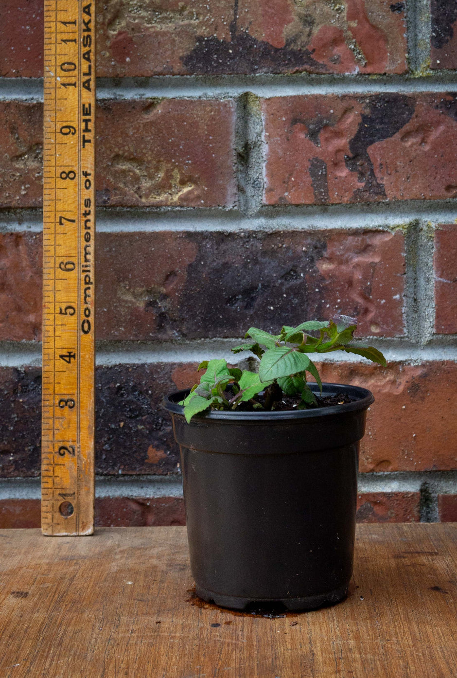 Products – Nested Plant Studio