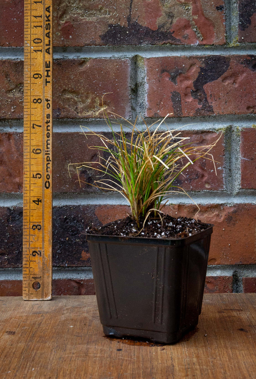 All Plants – Page 8 – Nested Plant Studio