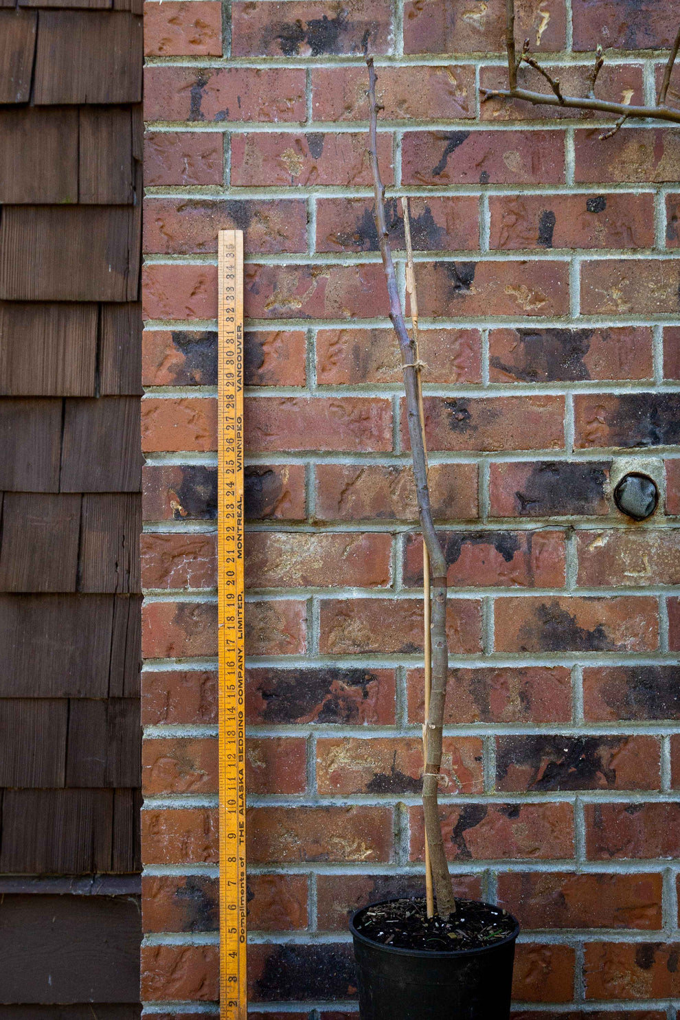 Fig ‘Violette de Bordeaux’ | Ficus carica ‘Violette de Bordeaux’ – Nested Plant Studio