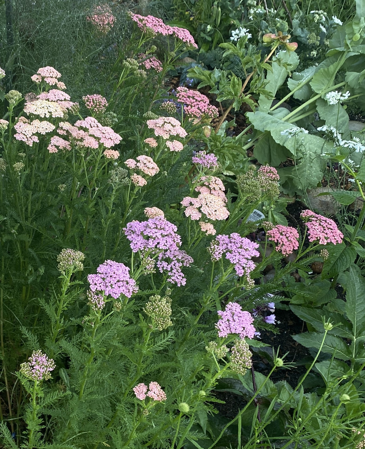 Pink Yarrow | Achillea millefolium (pink) – Nested Plant Studio