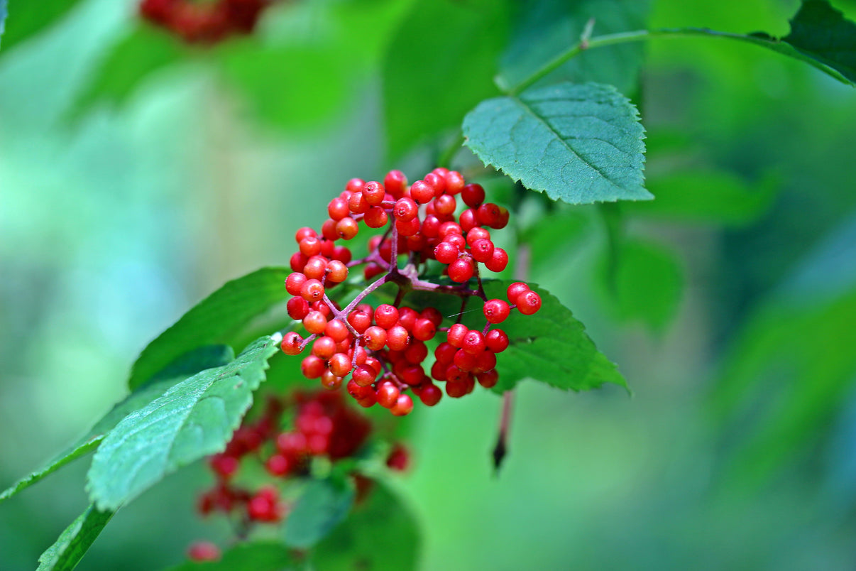 Red Elderberry | Sambucus racemosa – Nested Plant Studio